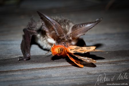 Nahrung und ökologische Bedeutung – Landesfachausschuss ...