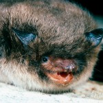 Wasserfledermaus (Myotis daubentonii)