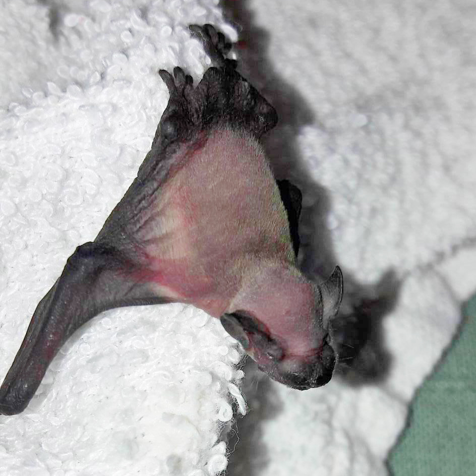 Junge Fledermaus gefunden, was nun?
