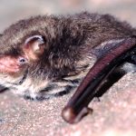 Wasserfledermaus (Myotis daubentonii)